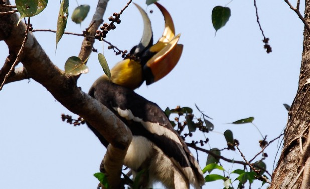 Natuurbewaring: Die bewaring van die heilige boomstamme van die Wes ...